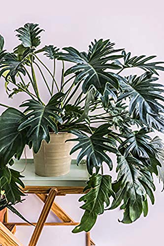 Trothic Gardens Live Zanadu Philodendron Xanadu Ornamental Plant With ...
