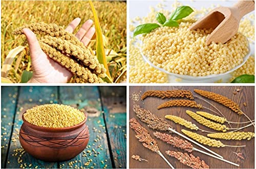 Foxtail Millet Natural Grains. /Korralu 1 kg, BrownTopMillet Foxtail ...