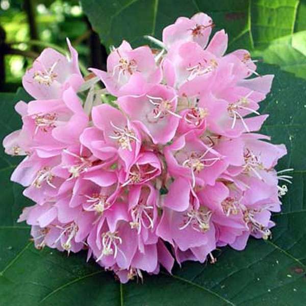 Mphmi Seedless Plant Pink Flower Plants Pink ball tree, Dombeya ...
