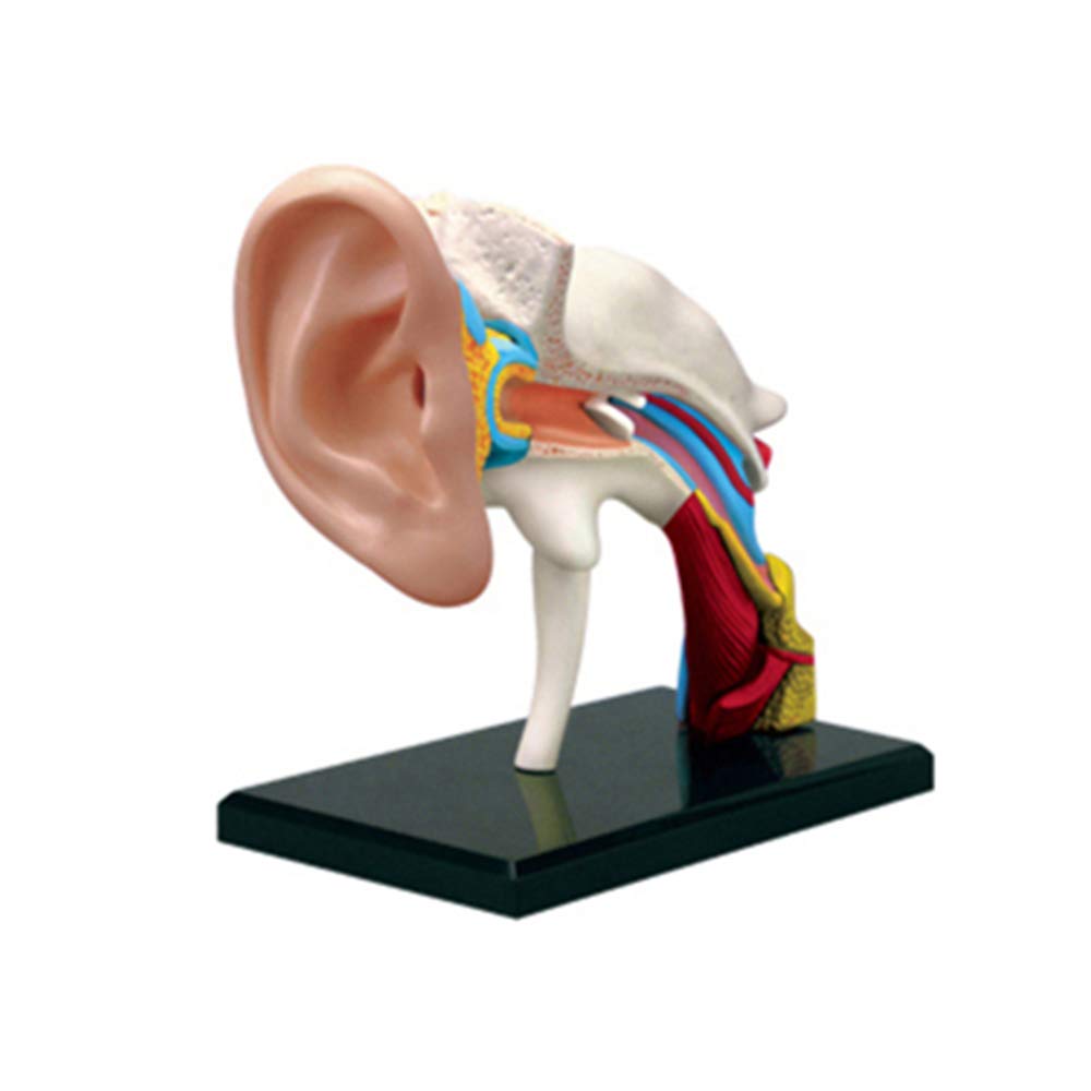 Shopps 4d Human Ear Anatomy Model 22 Detachable Parts School ...