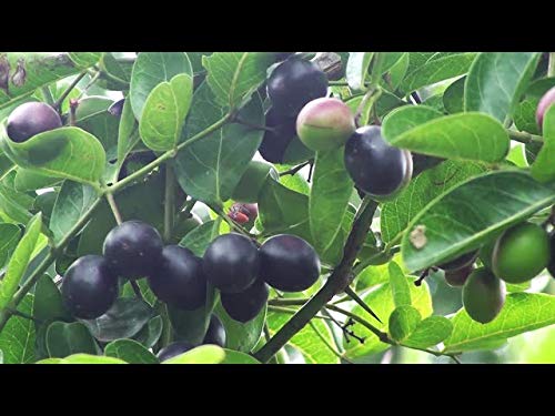 The Entacloo Your Shop Rare Karonda, Koromcha, Carandas, Carissa ...