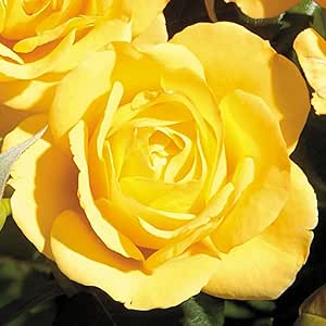 Amazon.com : Jackson & Perkins Yellow 24-Inch Patio Tree Rose - Vibrant ...