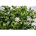Amazon.com : Fool Proof Gardenia (2 Gallon) Blooming Evergreen Shrub ...
