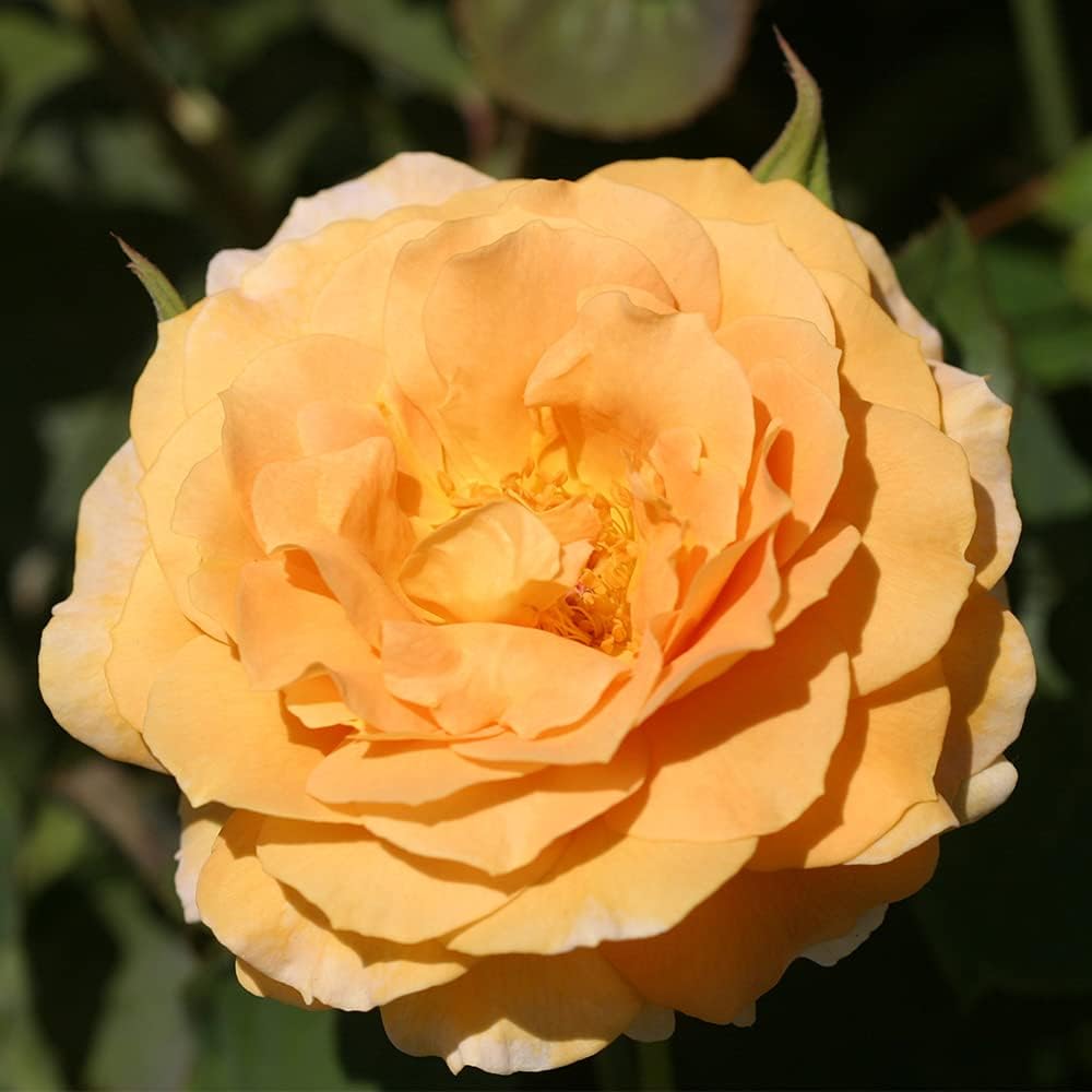 Amazon.com : Heirloom Roses Rose Plant - Honey Perfume™ Orange Rose ...