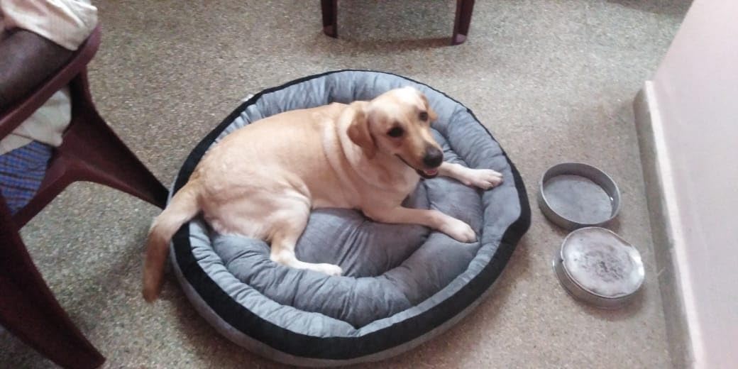 PETITUDE Extra Large Dog Bed for Large Dogs Washable-Orthopedic Big Dog ...