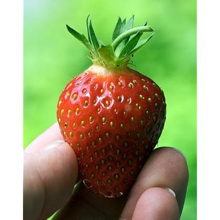 Amazon.com : 10 Earliglow Strawberry Plants - Bareroot - The Earliest ...