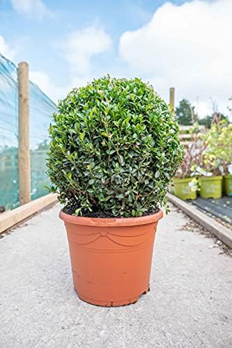 Box Ball Plant Buxus Potted Evergreen Shrub Topiary for Outdoors ...