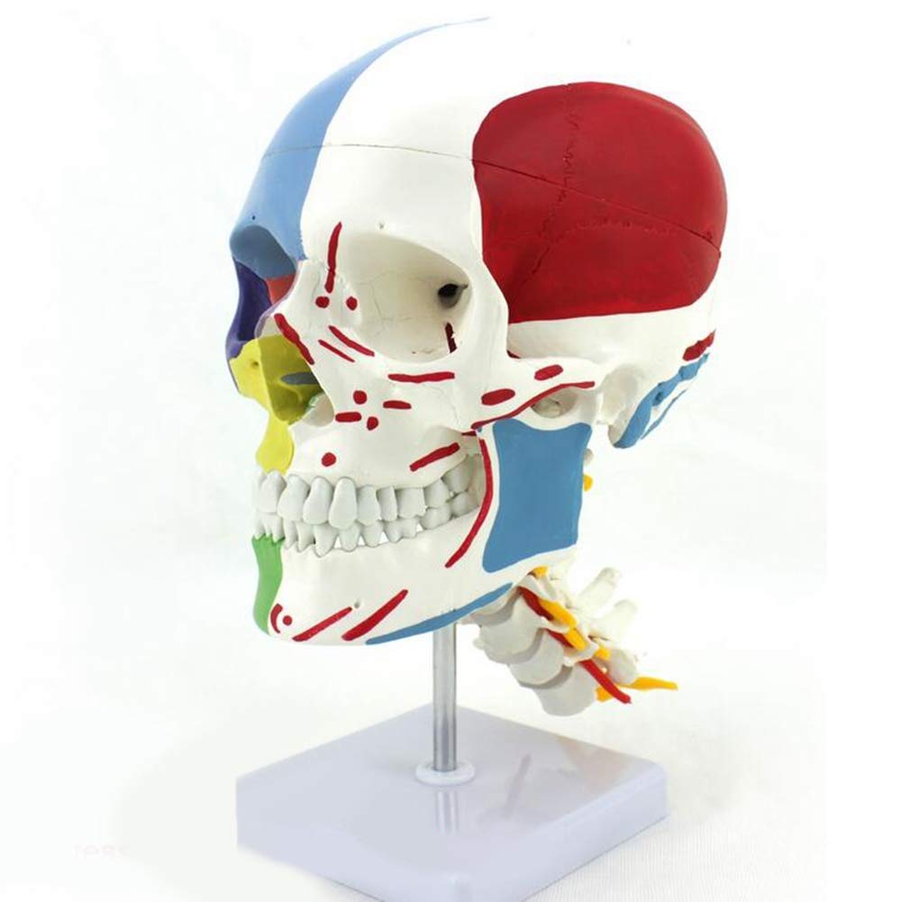 Buy JL Human Anatomy - Cranial Skull Model with 7 Cervical Vertebrae ...