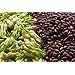 Amazon.com: BEANS, SALVADORIAN SMALL RED BEANS/Frijol Rojo De Seda ...