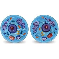 Amazon.com: Learning Resources Cross-Section Animal Cell Model, Soft ...