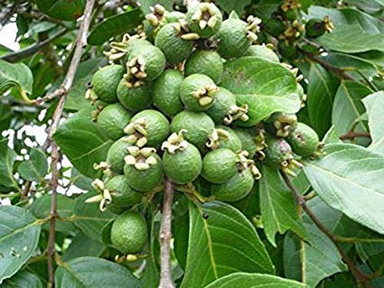 High Yield Dwarf Grape Guava Tree Live Plant for Home Garden : Amazon ...