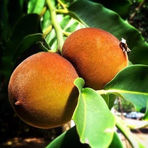 Mphmi Seedless Plant Indoor Plants Diospyros Blancoi Plant - Velvet ...