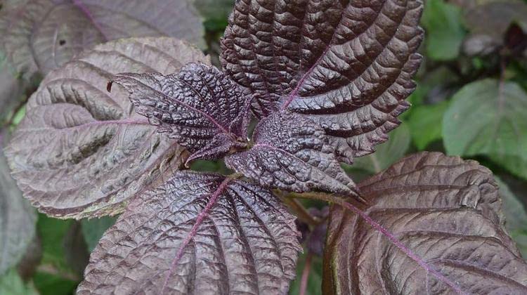 Perilla frutescens - How to grow & care