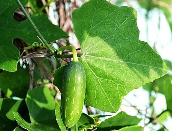 Plant For Decoration Ivy Gourd/Parbal Vegetable Climber Easy To ...