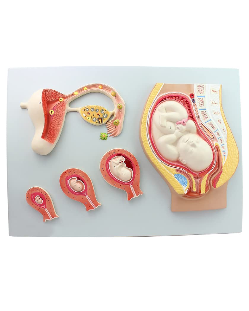 Buy PVC Human Pregnancy Embryonic Developmental Process Model ...