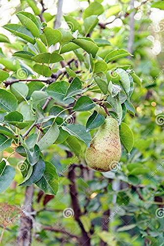 Trothic Gardens Sabarjilli ( Pear ) Fruit Tree Live Plant For ...