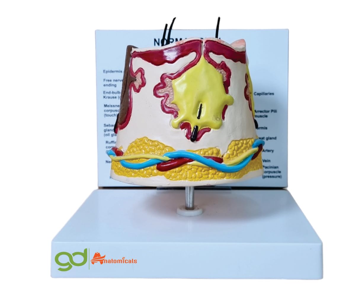 GD ANATOMICALS® Anatomy Skin Block Model - Perfect Science Teaching Aid ...