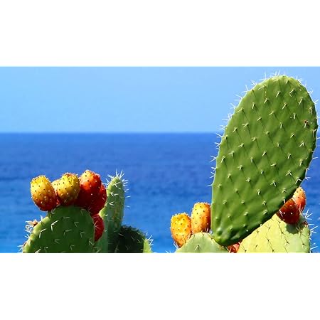 Amazon.com : Nopal RED Fruit Nopalina Nopalea Exotic Edible Cactus ...