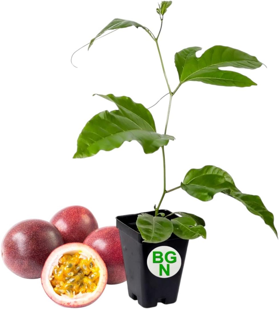 Amazon.com : Passion Fruit Tree Live Plant Vine for Planting, Passion ...