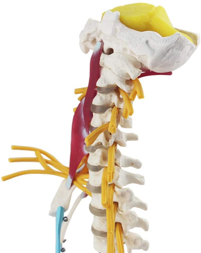 LEMITA Human Advanced Cervical Spine Model Human Cervical Vertebra ...