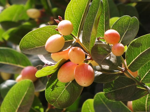 BONOBITHI Karonda fruit/Koromcha/Black Currant plant (Small plant) pack ...