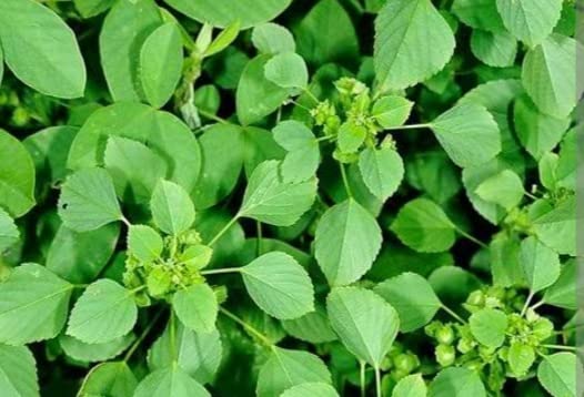 Indian Copperleaf Indian acalypha Kupi Kuppai-meni Kuppameni Harita ...