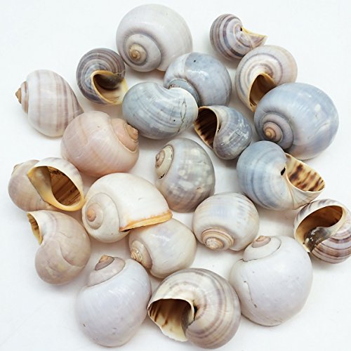 Marine Snail Shells