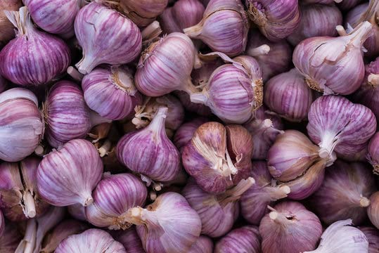Amazon.com : Purple Garlic Bulbs for Planting Outdoors, 0.5 Pound About ...