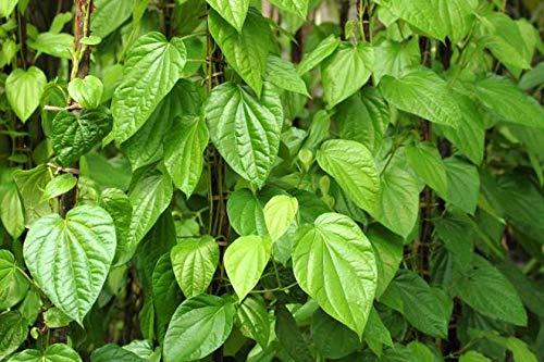 Plant Nursery Online Maghai Paan, Betel Leaf Plants (Pack of 2) - Live ...