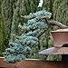 Amazon.com : Blue Spruce Bonsai Tree Seeds for Planting | 20 Seeds ...