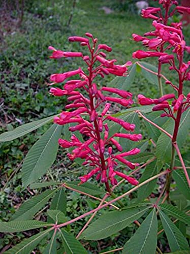 Tennessee Native Plants List: 12 Gorgeous Garden Flowers