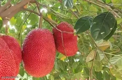 GreenEarth Original Thai Red Jackfruit Grafted Plant, Very Swwet ...