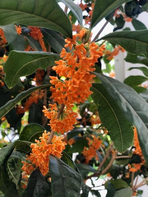 Amazon.com : Orange Flowering Fragrant Tea Olive (osmanthus) - Live ...