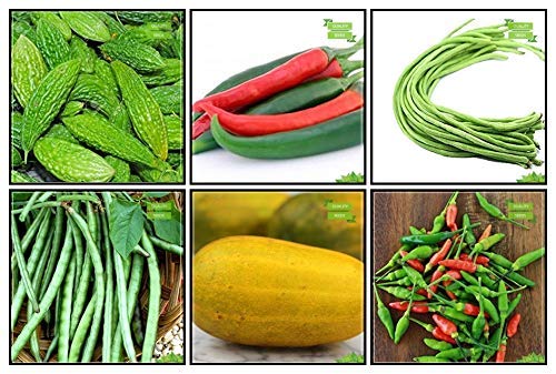 OhhSome Rare Seeds Combo Vegetable Seeds : Bhindi (Arka Anamika ...