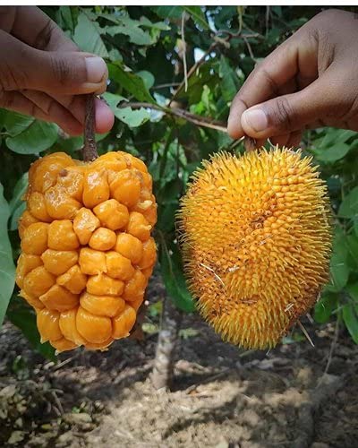 Aiden Gardens Rare Wild Jackfruit Plant Artocarpus hirsutus, Aini-maram ...