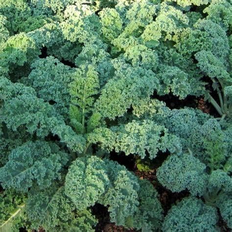 Amazon.com : 500 Vates Blue Scotch Curled Kale Seeds for Planting ...