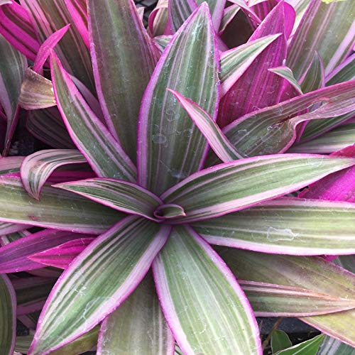 NurseryNature Rhoeo Spanthacea Compacta Plants/out door plant : Amazon ...