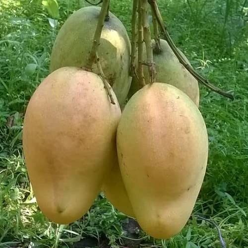 ONLINE PLANT BAZAR Original Alltime Bari 11 Mango Grafted Live Plant ...