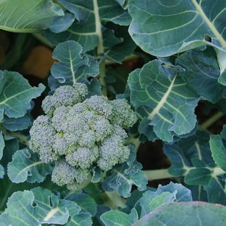Amazon.com : Broccoli Seeds- Di Ciccio Heirloom- 100+ Seeds : Vegetable ...