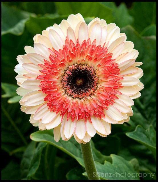 RADHA KRISHNA AGRICULTURE® Gerbera imported flower seeds for Your ...