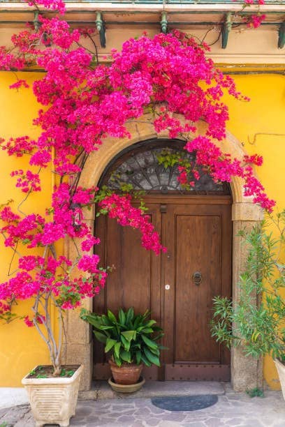 Punarva Bougainvillea Plant bougainvillea plant 30991 : Amazon.in ...