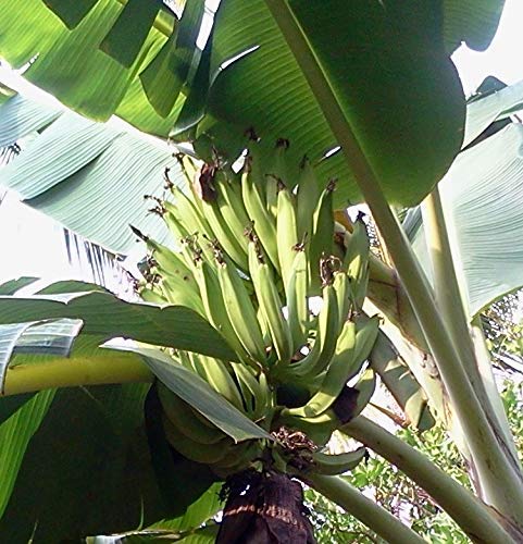 EverSneh Changalikodan Nendran Kerala Banana Live Plant Rare Rhizome ...