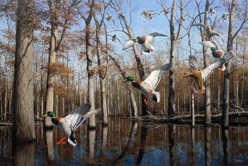 David Maass - Heart of the Timber - Mallards Artist's Proof on Paper ...