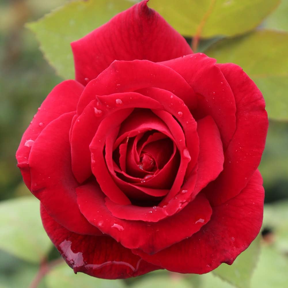 Amazon.com : Heirloom Roses Rose Plant - Peace Rose Bush, Hybrid Tea ...