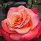 Amazon.com : Rose Bush Live Plant, Hybrid Tea Rose Plant Live, 5-10 ...
