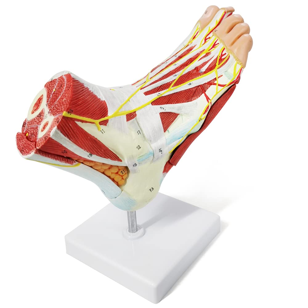 Snapklik.com : Evotech Numbered Foot Anatomical Skeleton Model W/Bones ...