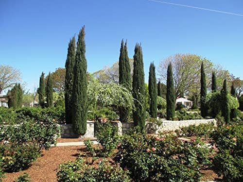 Árbol de ciprés italiano 1 árbol extra grande de 3 galones Cupressus ...