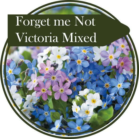 Buy 200 Forget me Not Victoria. Producing Dwarf Compact s with Masses ...