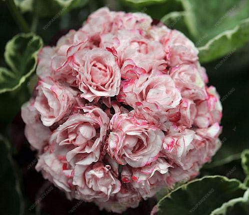 70 Pcs/Bag Pink Univalve Geranium Seeds Perennial Flower Seeds ...