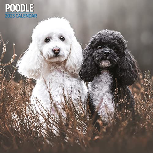 Pudel Kalender 2023 – Die 15 besten Produkte im Vergleich - HundeINFOPortal